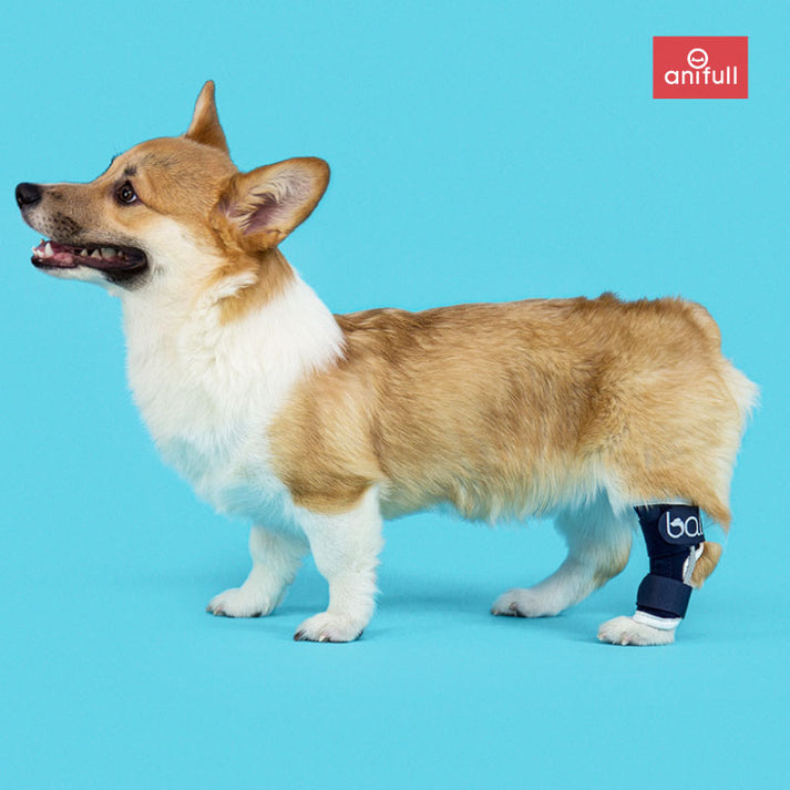 BT HOCK(足根関節サポーター) 犬用 足首節サポーター – anifull